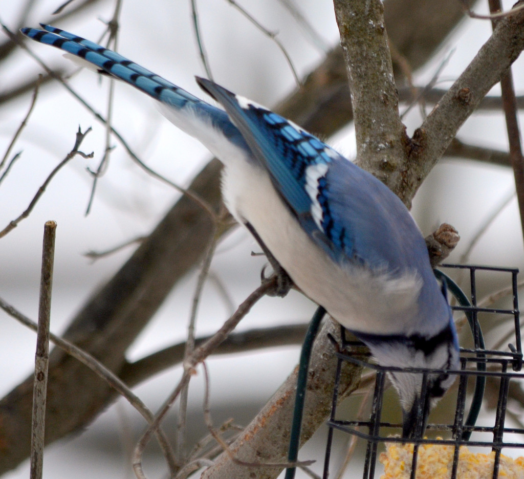 Birds & Donuts – My Journey – by Doris High