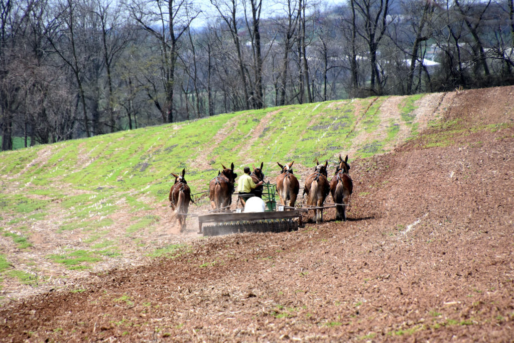 Working the Field with Mules – My Journey – by Doris High