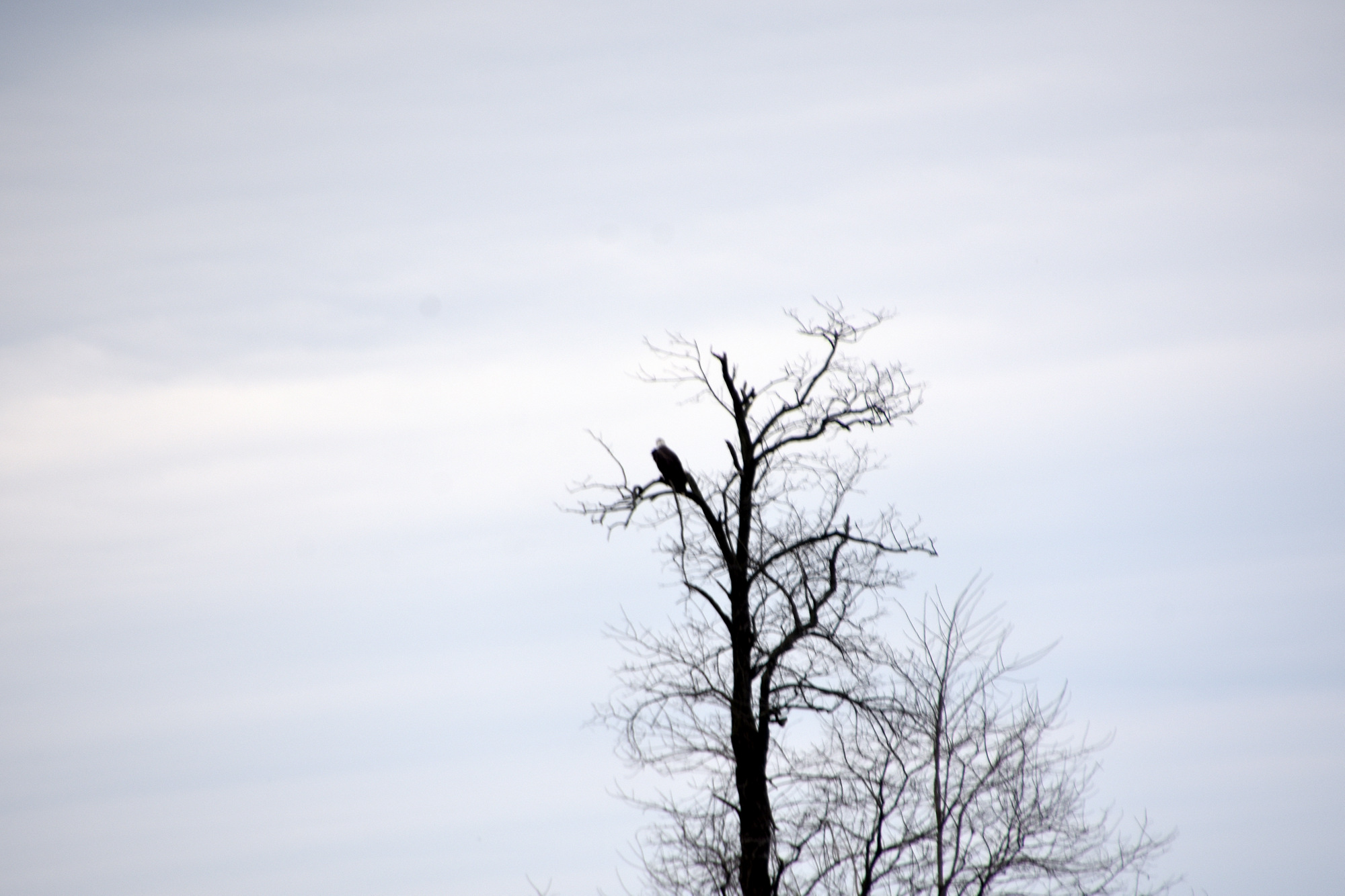 A Bald Eagle! – My Journey – by Doris High
