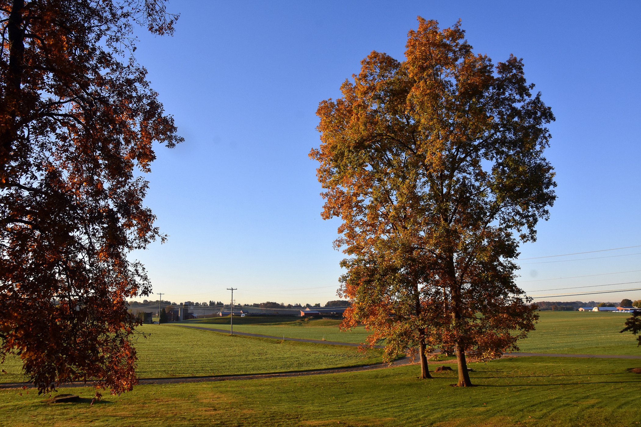 Fall has Arrived in Our Woodlot – My Journey – by Doris High