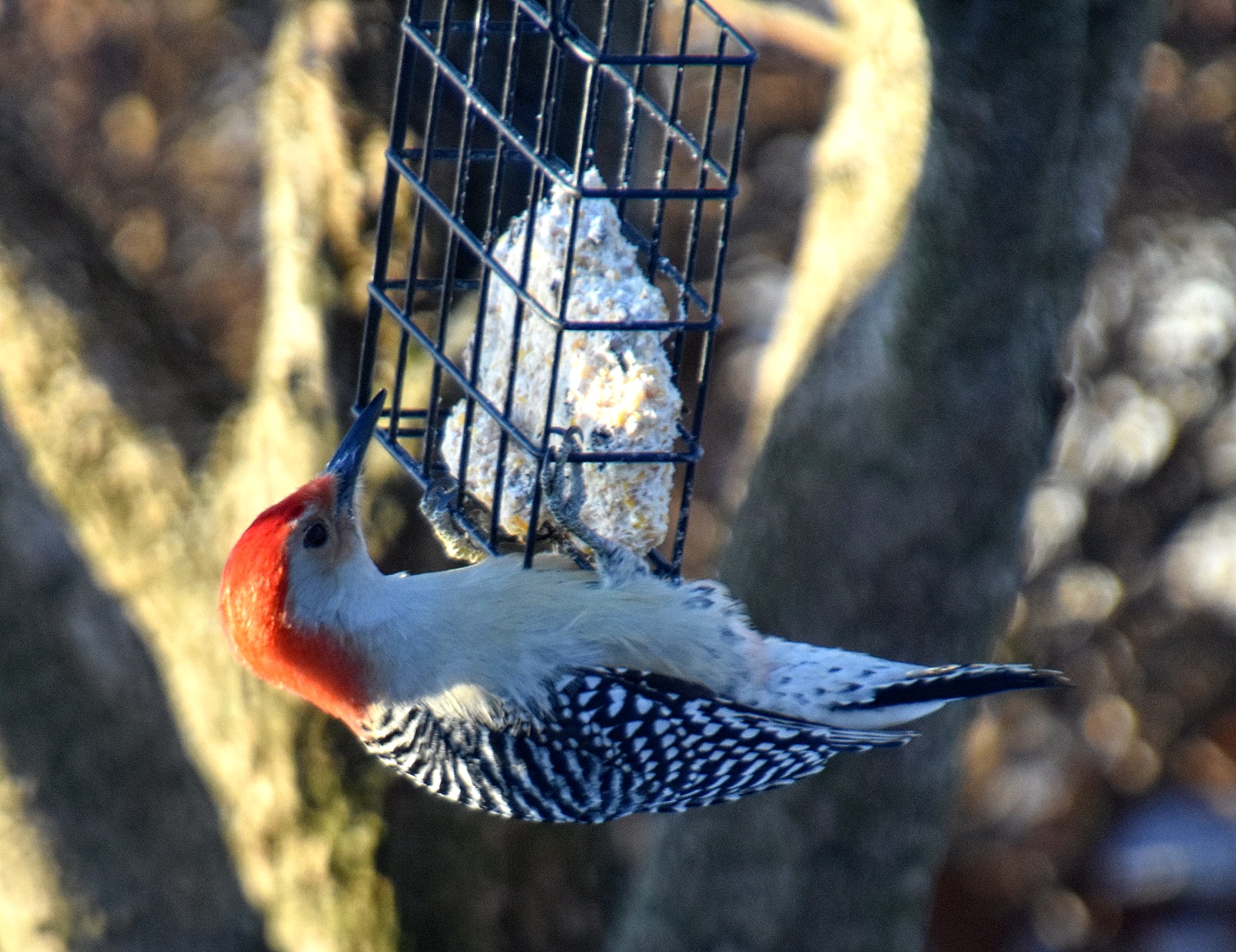 Bird Fight – My Journey – by Doris High