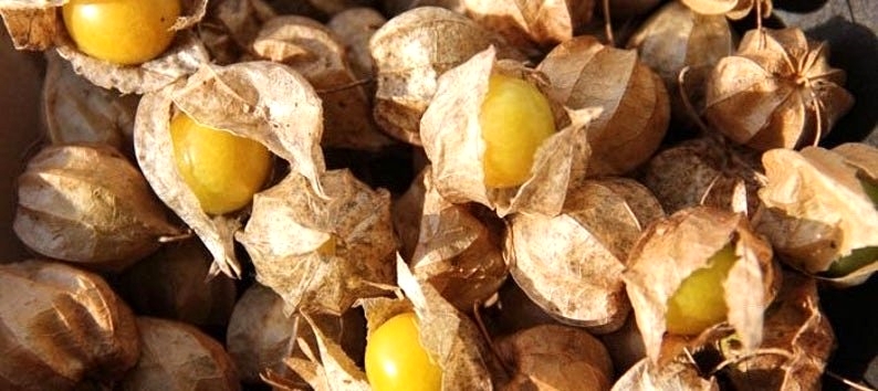 Ground Cherry Pie – My Journey – by Doris High