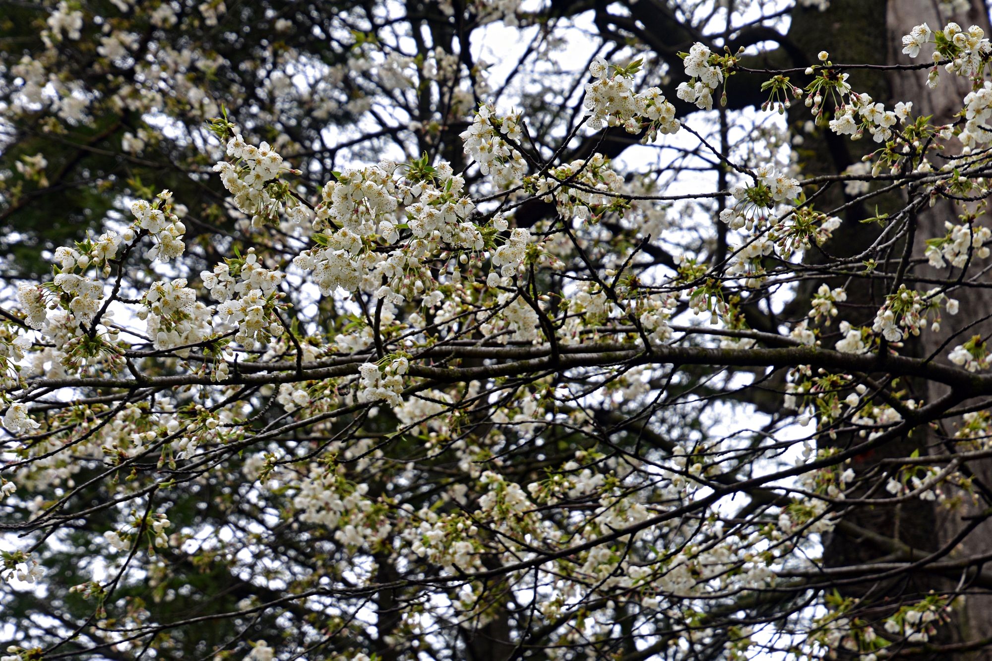 Our Old Cherry Tree is Blooming This Year – My Journey – by Doris High