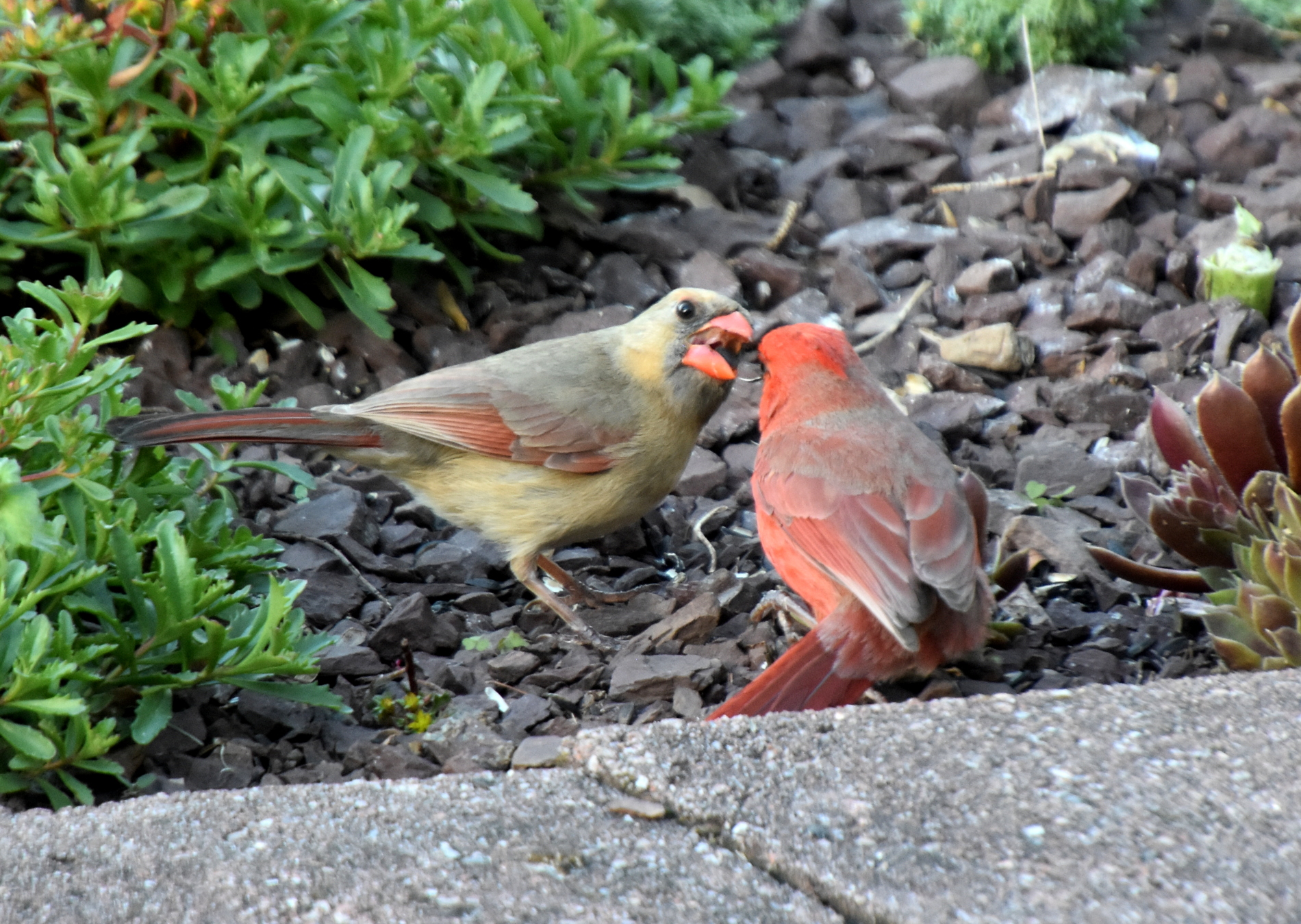 Love Is in the Air for the Cardinals – My Journey – by Doris High