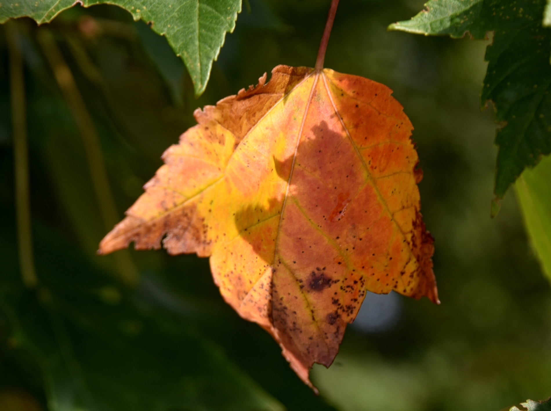 Fall Is Coming – My Journey – by Doris High