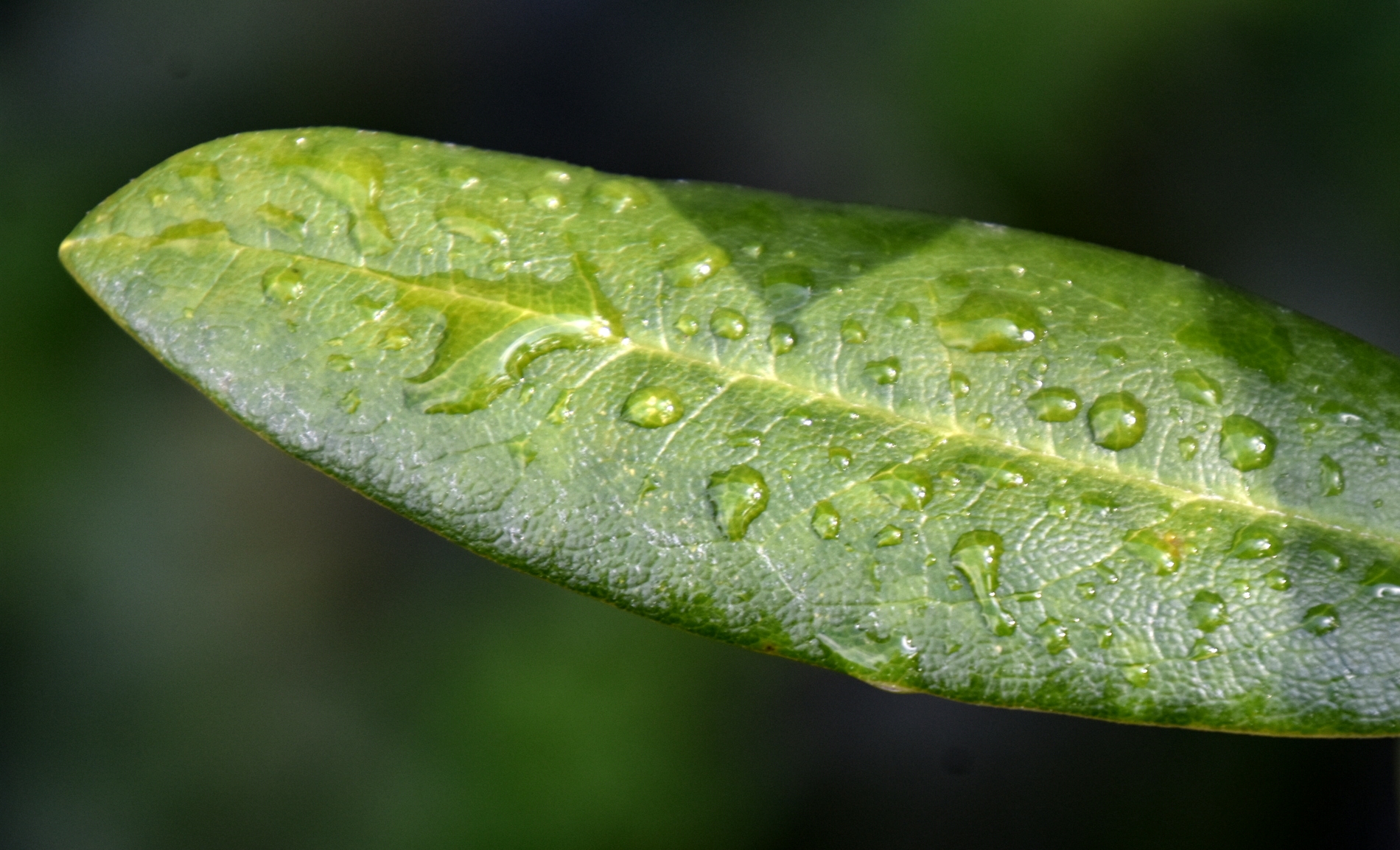 Sparkling Rain Drops – My Journey – by Doris High