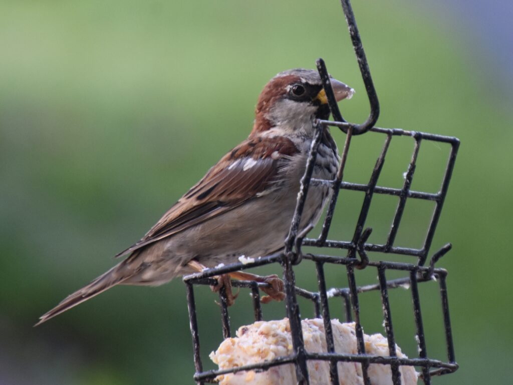 Sparrow – My Journey – by Doris High