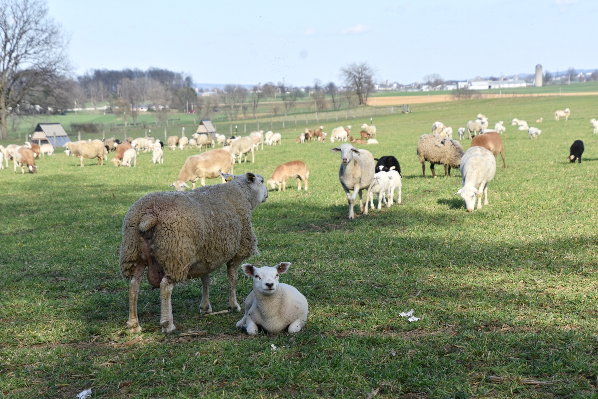 A Field of Sheep and the 23rd Psalm – My Journey – by Doris High