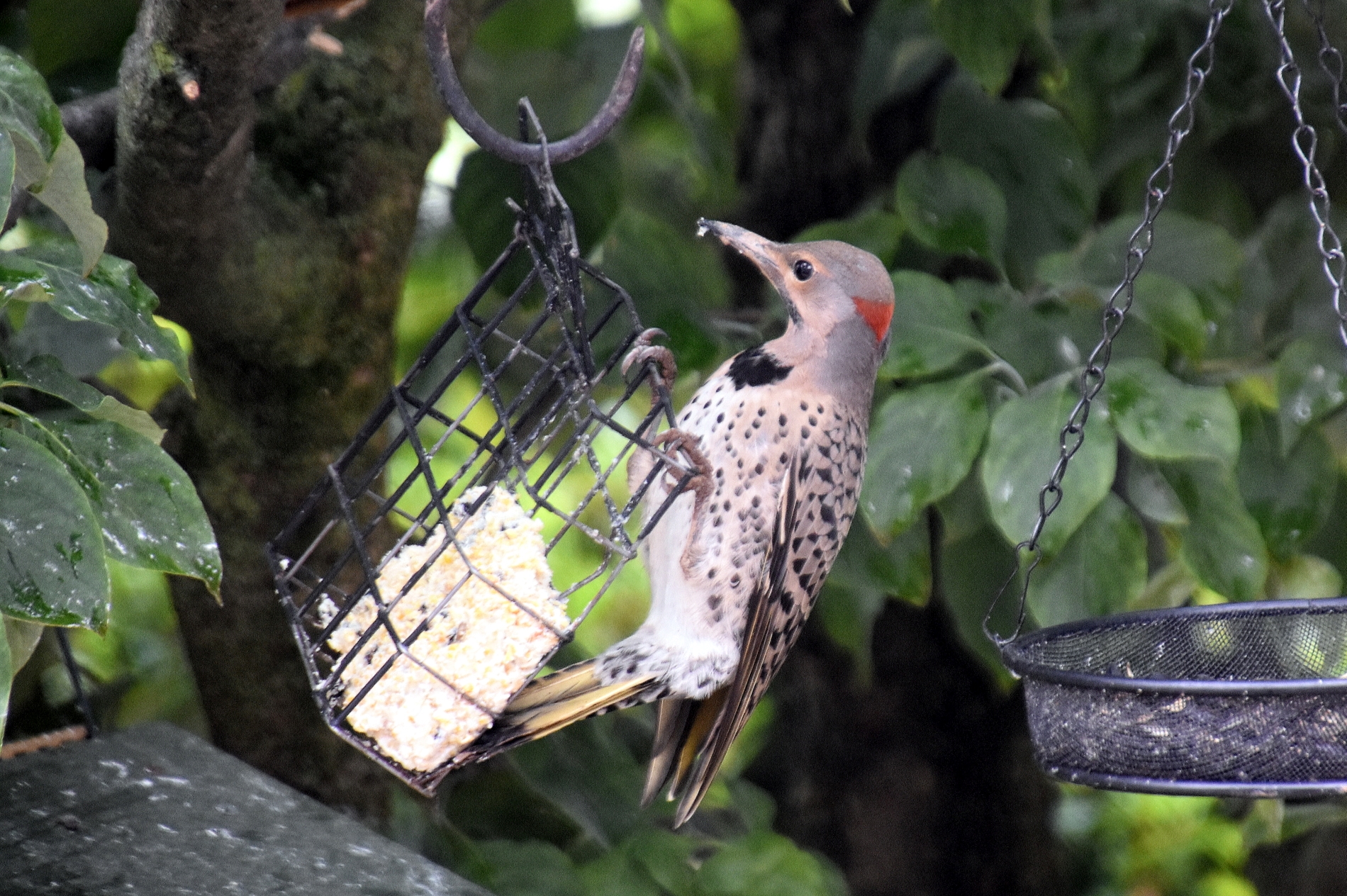 Northern Flicker – Male – My Journey – by Doris High