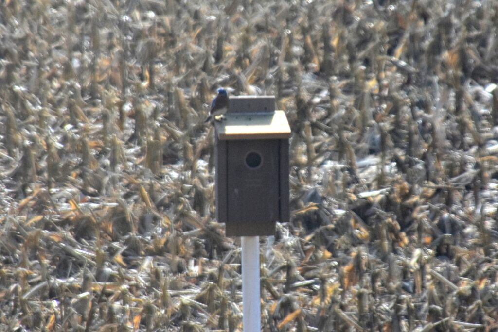 A Bluebird Checking Out the New Bluebird House – My Journey – by Doris High