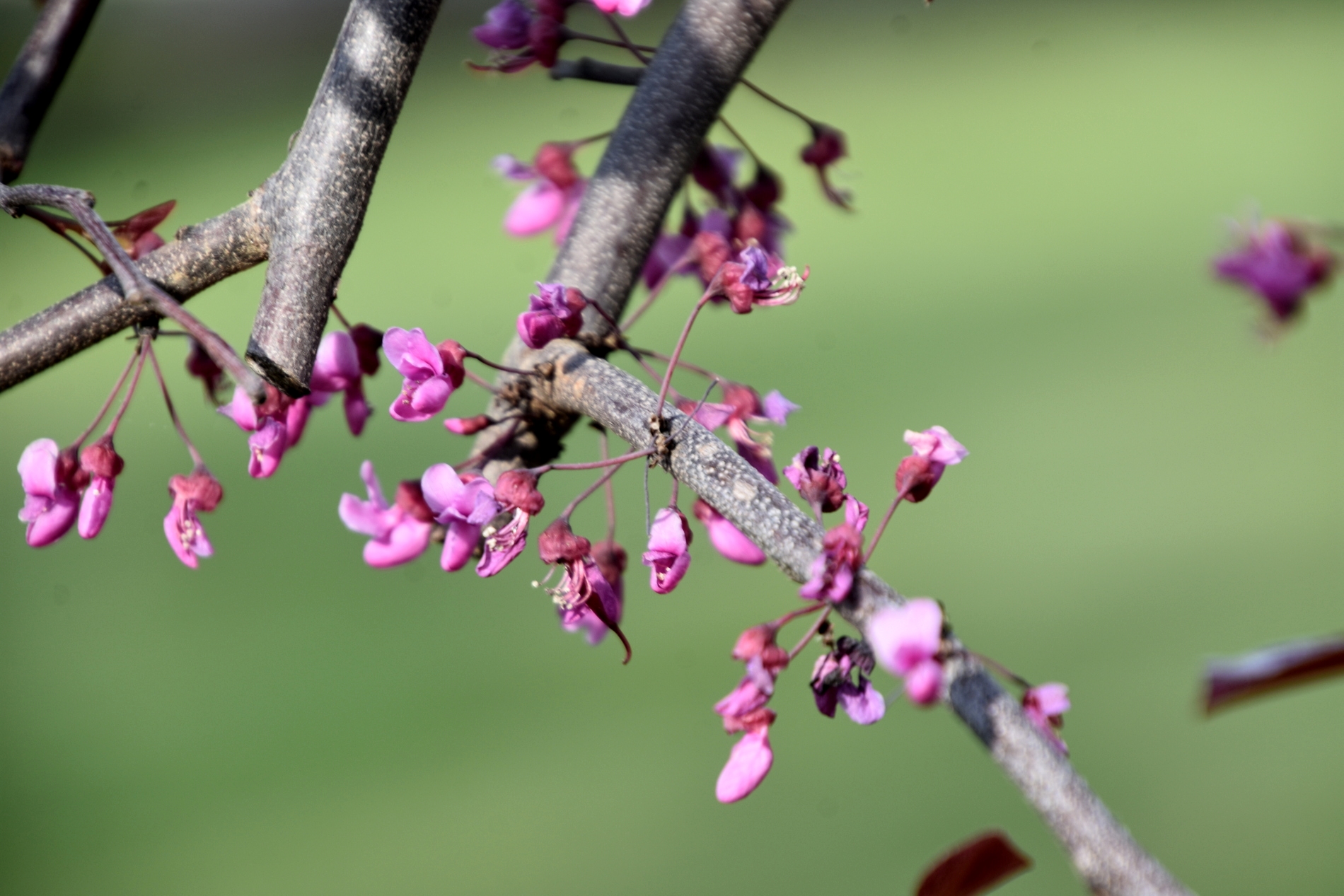 A Weeping Red Bud Tree for Our Yard – My Journey – by Doris High