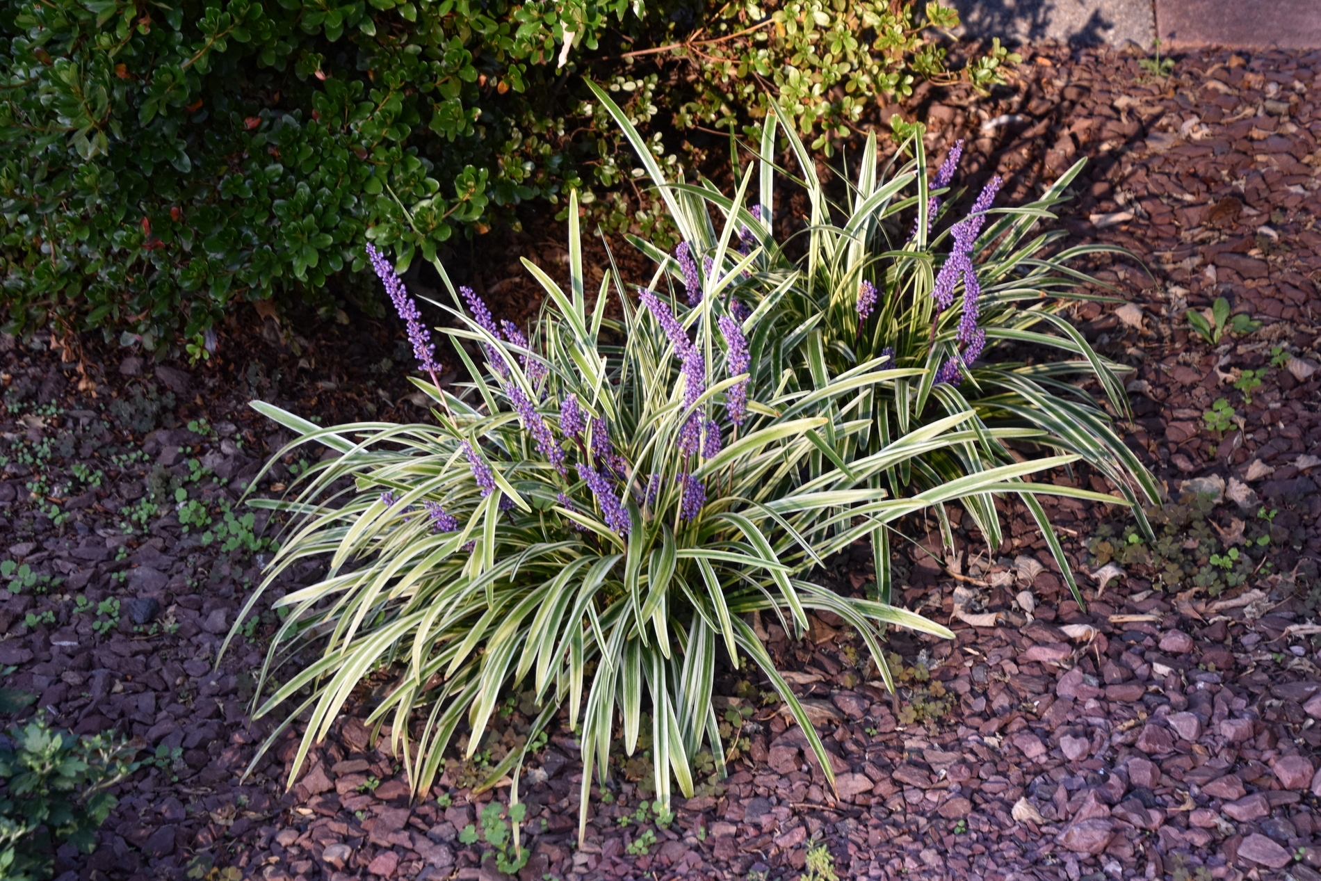 Our Lilyturf Is at Its Height of Beauty – My Journey – by Doris High