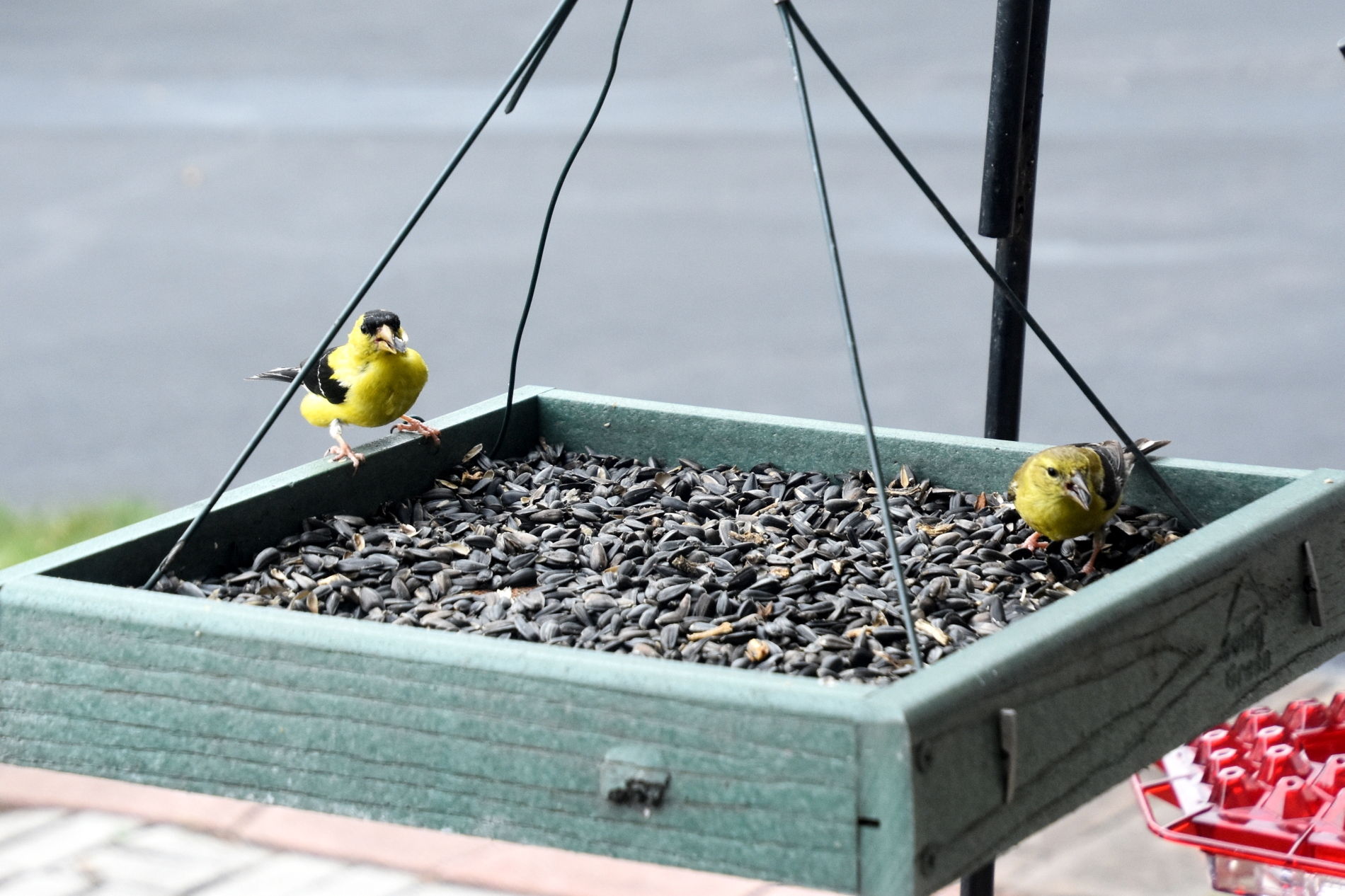 Goldfinch Pair – My Journey – by Doris High