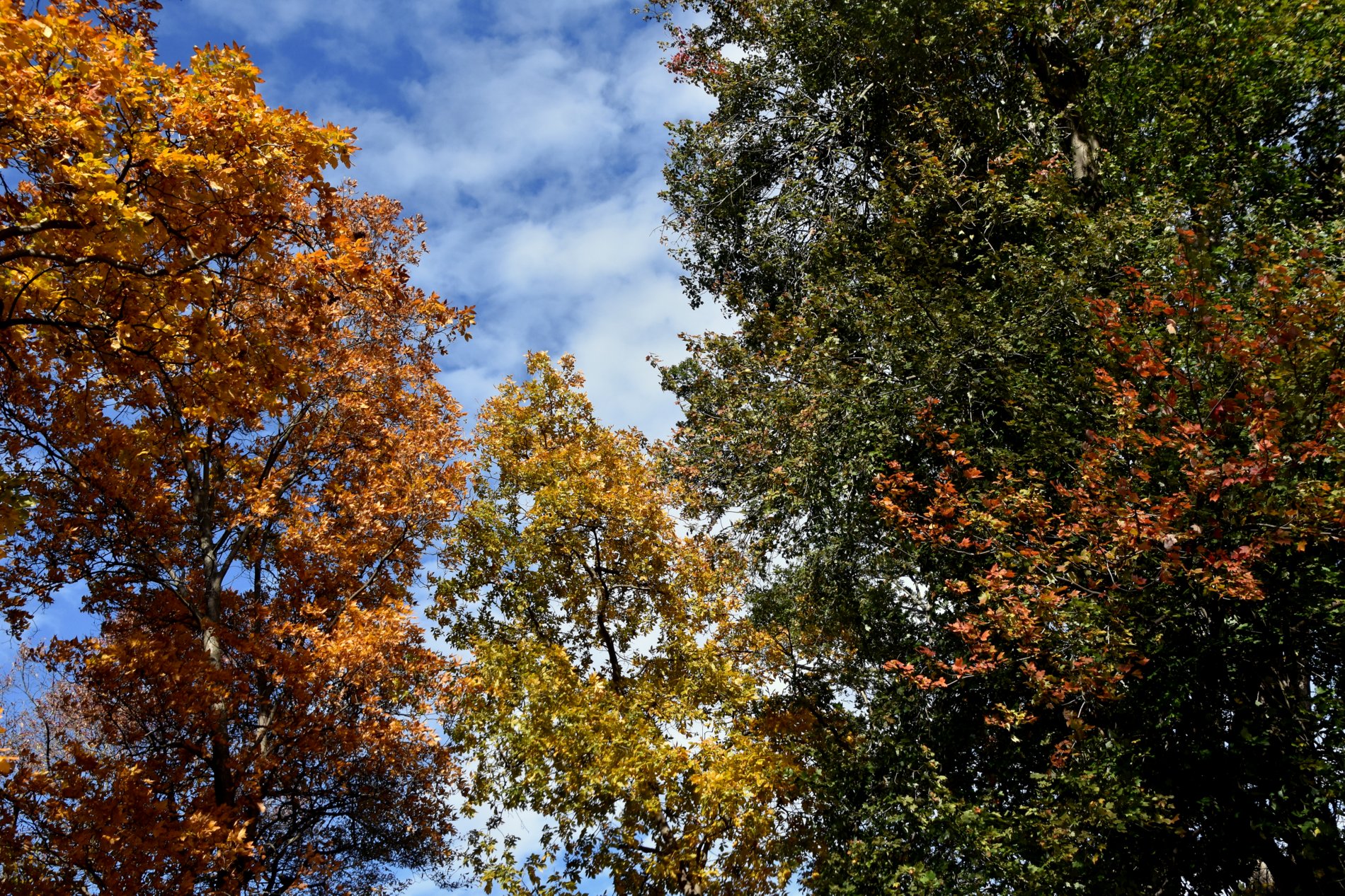 Autumn Has Entered Our Woodlot – My Journey – by Doris High