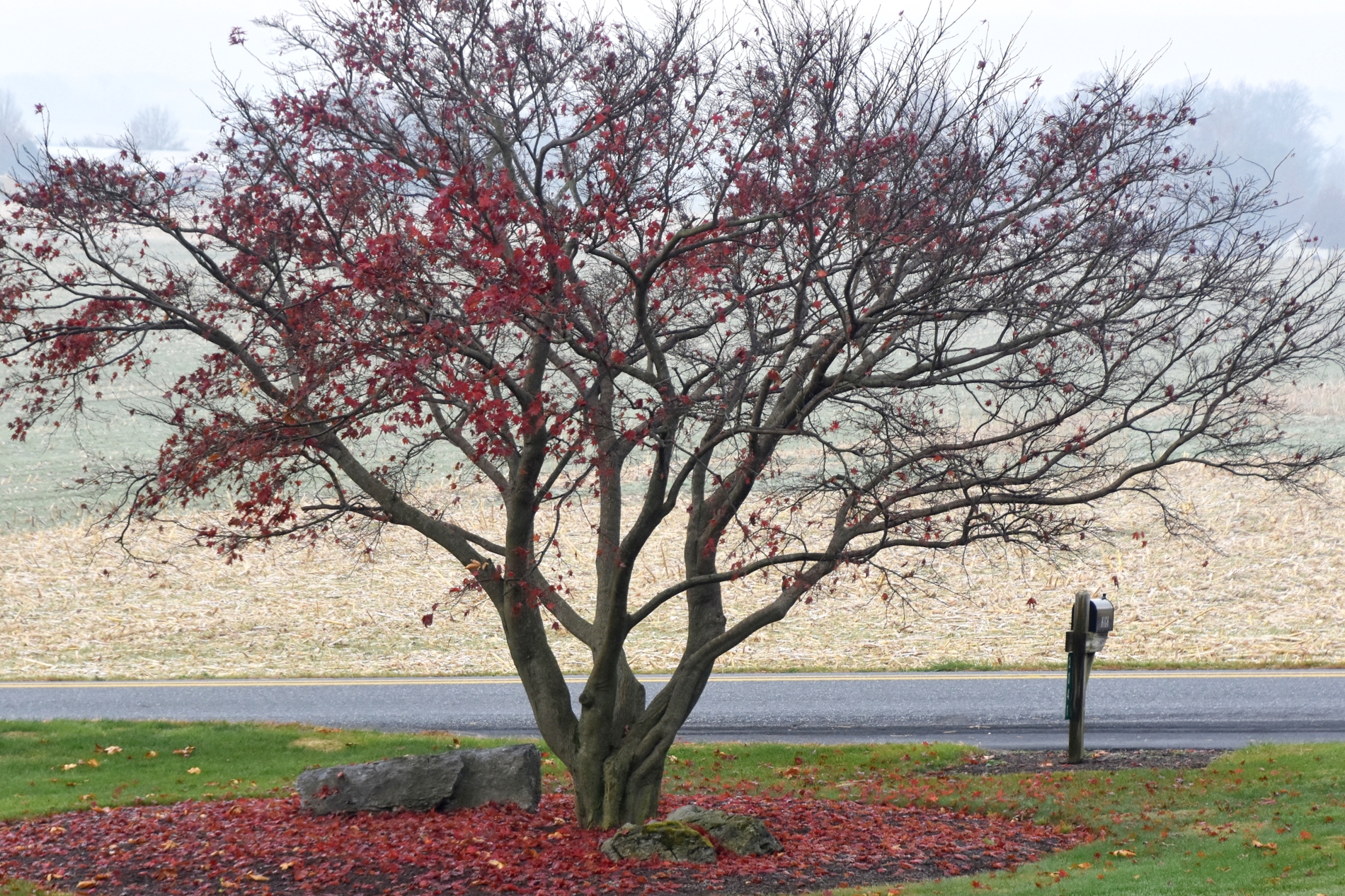 Just Like That Our Red Maple Leaves Are on the Ground – My Journey – by Doris High