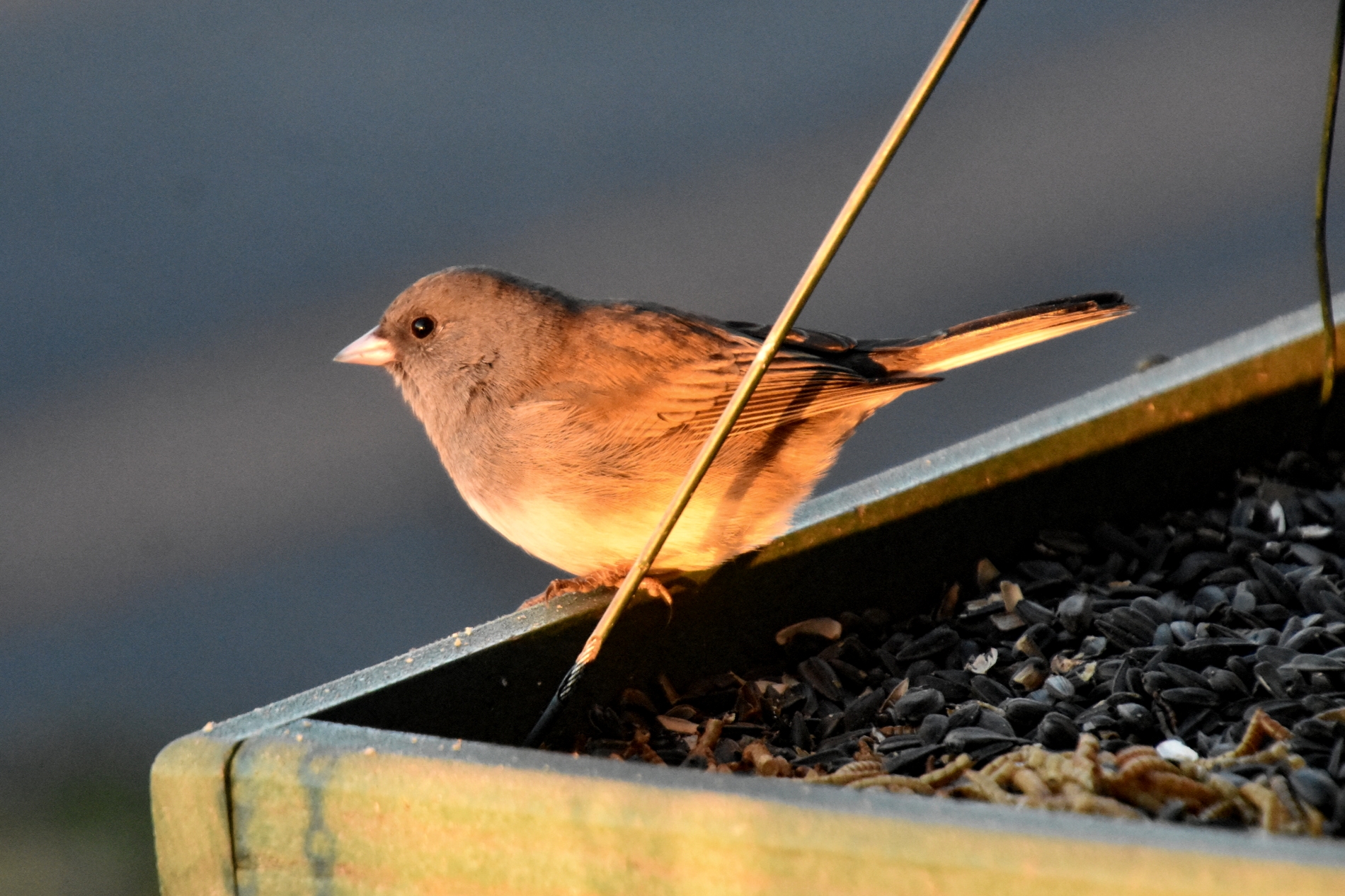 The Morning Sun Changed the Coloring of a Dark-eyed Junco – My Journey – by Doris High