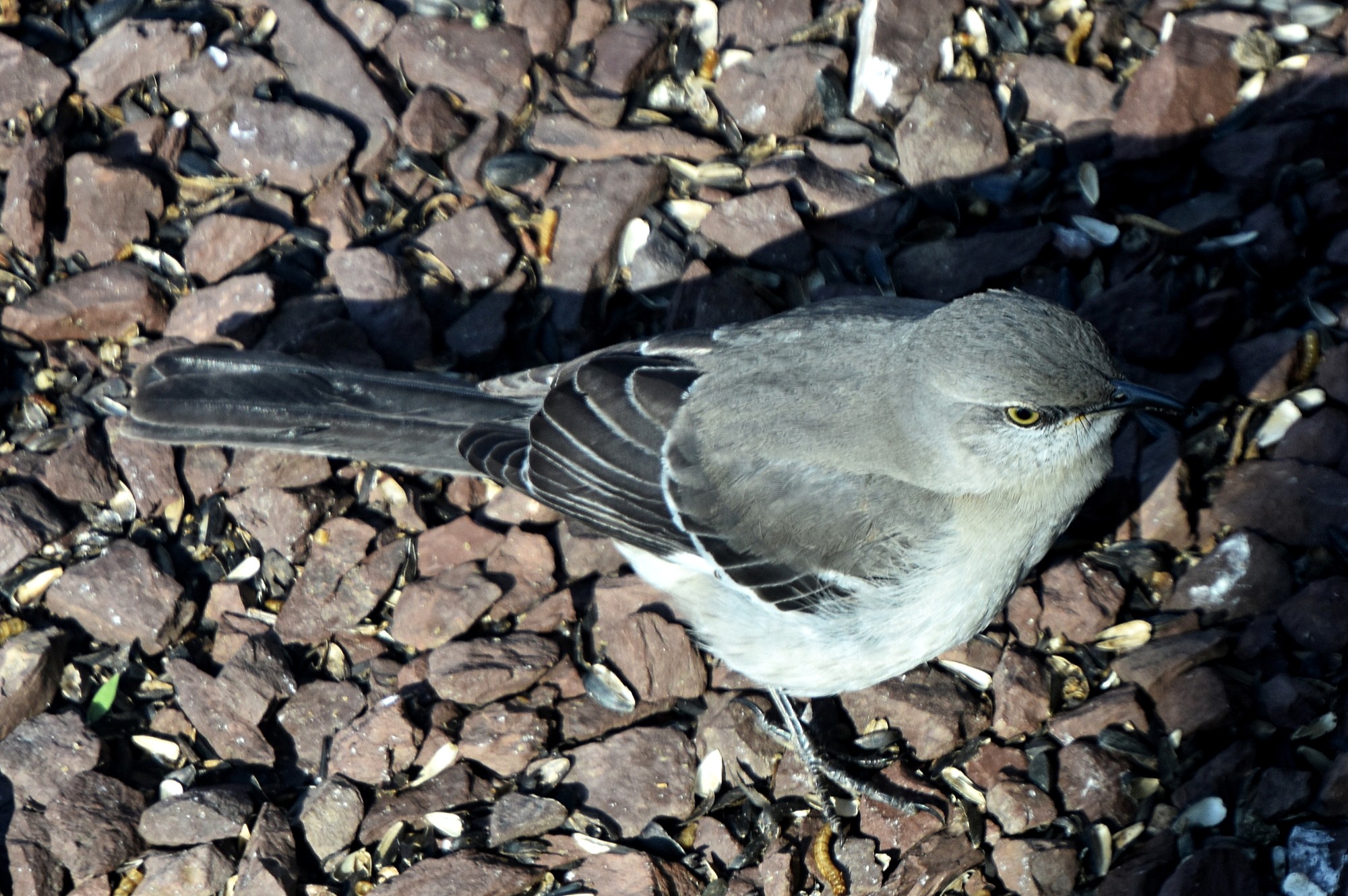 It Is Good to See Northern Mockingbirds Again – My Journey – by Doris High